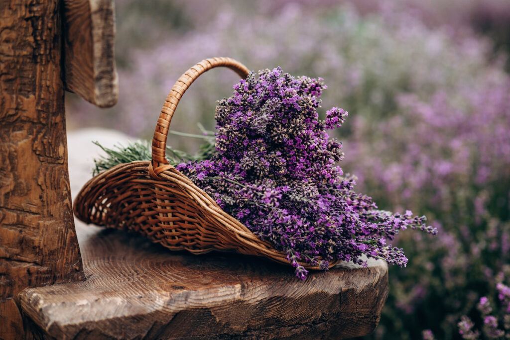How to Make Lavender Extract – Authentic Heirlooms